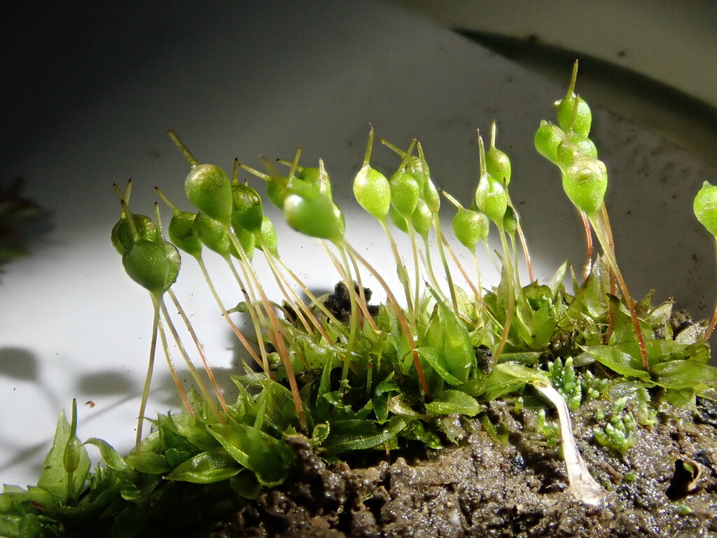 common bladder moss from 61470 Saint-Aubin-de-Bonneval, France on March ...