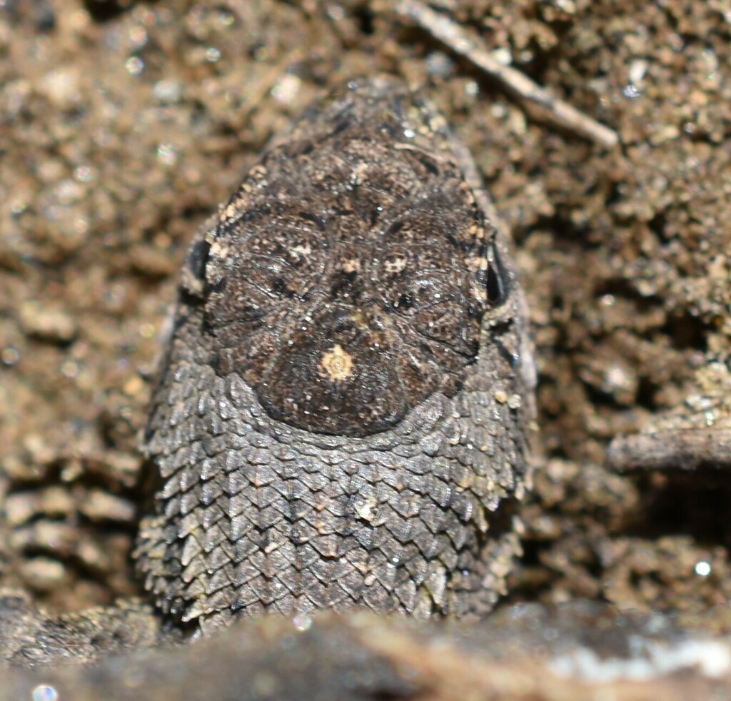 Coast Range Fence Lizard from Monterey County, CA, USA on March 25 ...