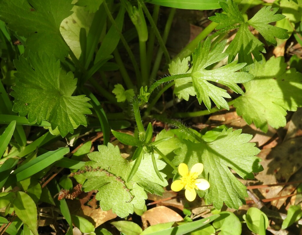 Rough-fruited buttercup from Polk County, TX, USA on 25 March, 2023 at ...