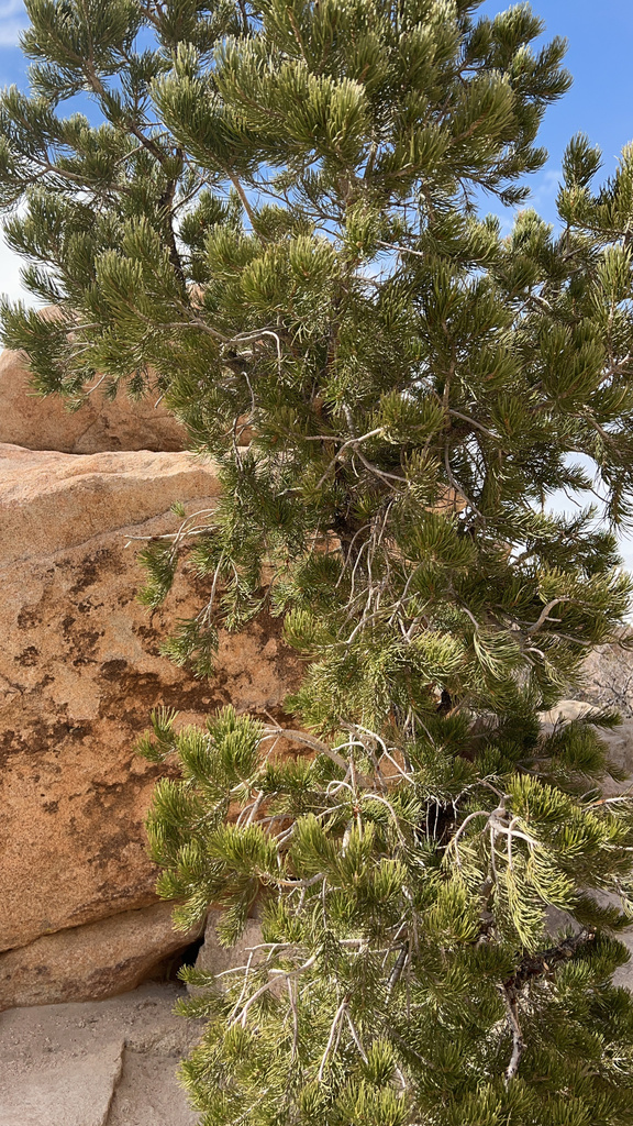 singleleaf pinyon from Joshua Tree National Park, Desert Center, CA, US ...