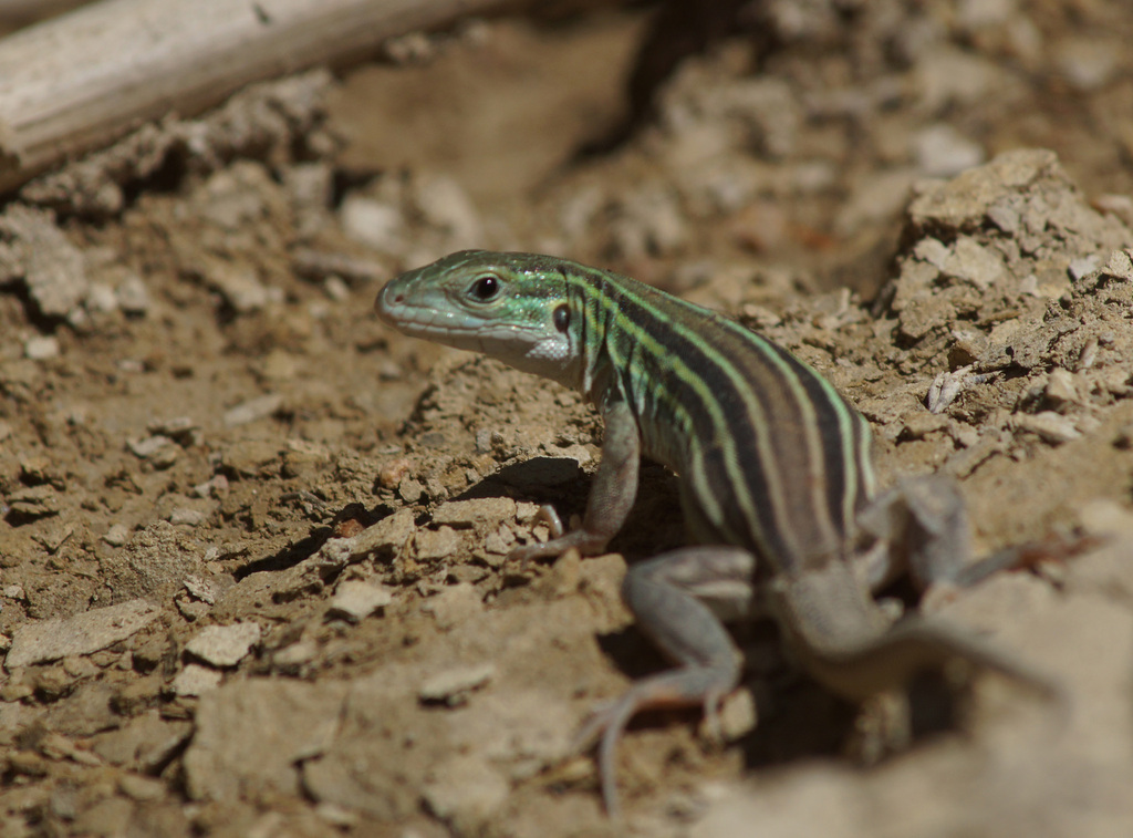 Prairie Racerunner from 21045 CO-67, Divide, CO 80814, USA on July 8 ...