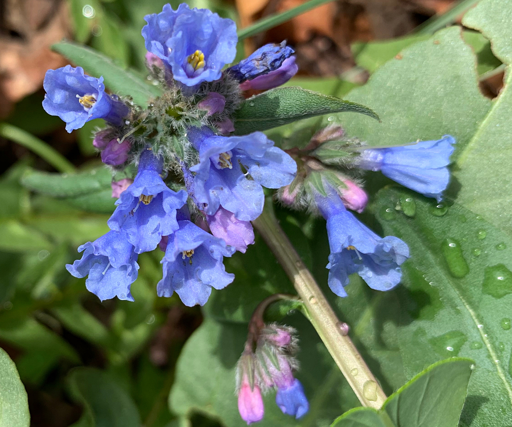 Shortstyle Bluebells from Garfield County, CO, USA on April 21, 2019 at ...
