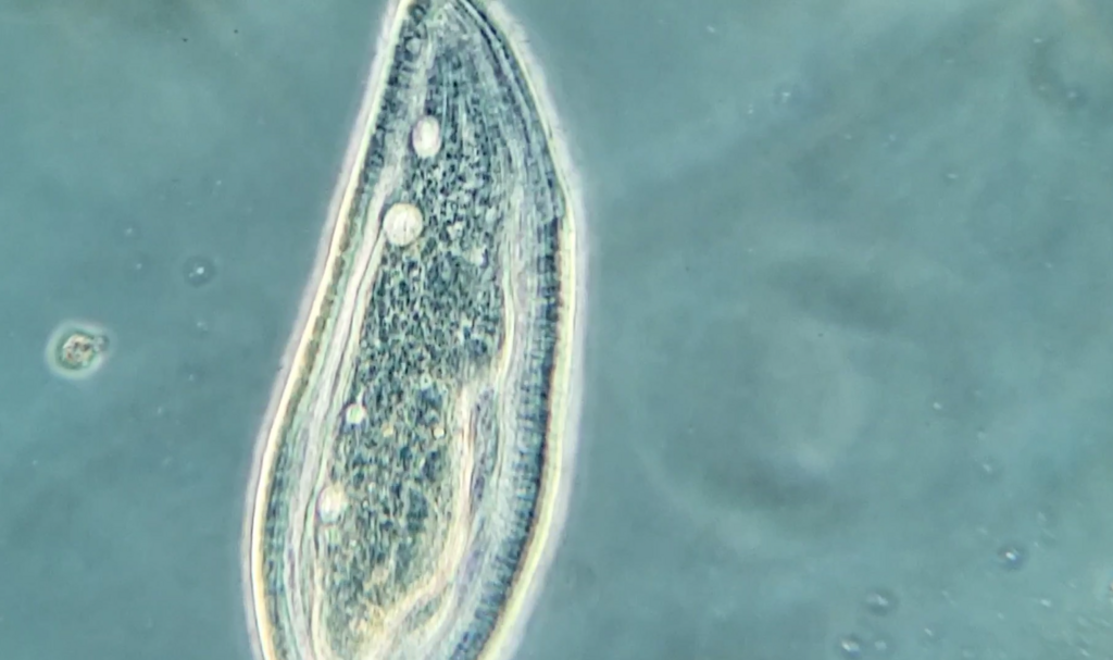 Kentrophyllum setigerum from Amagansett, NY, USA on December 01, 2020 ...