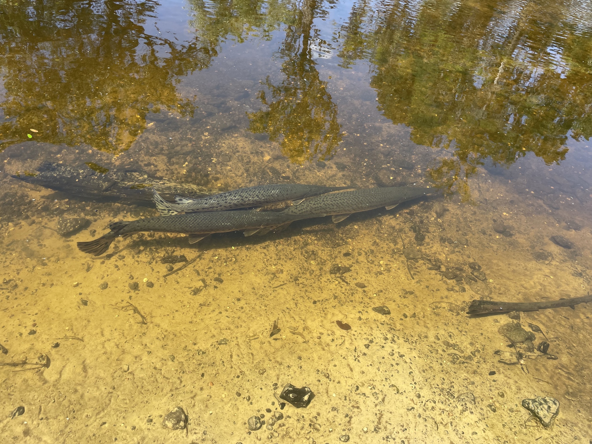 Lepisosteus osseus (Linnaeus, 1758)