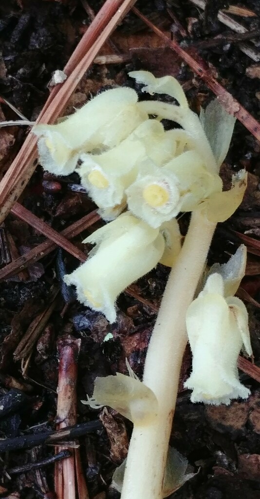 Ghost Pipe from Dekalb County, GA, USA on May 5, 2022 at 10:56 AM by ...