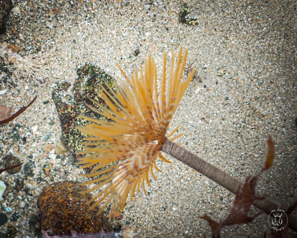 Sabella from North Atlantic Ocean, Jersey, GB on March 25, 2023 at 04: ...