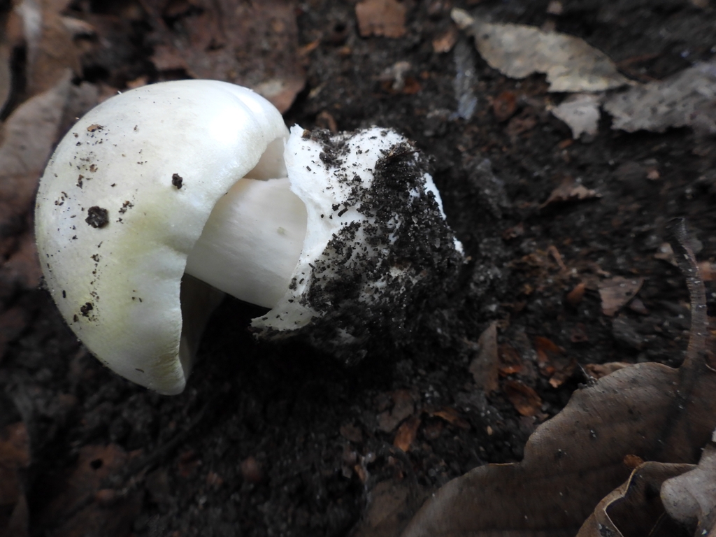Deathcap from Melbourne Victoria 3004, Australien on March 25, 2023 at ...