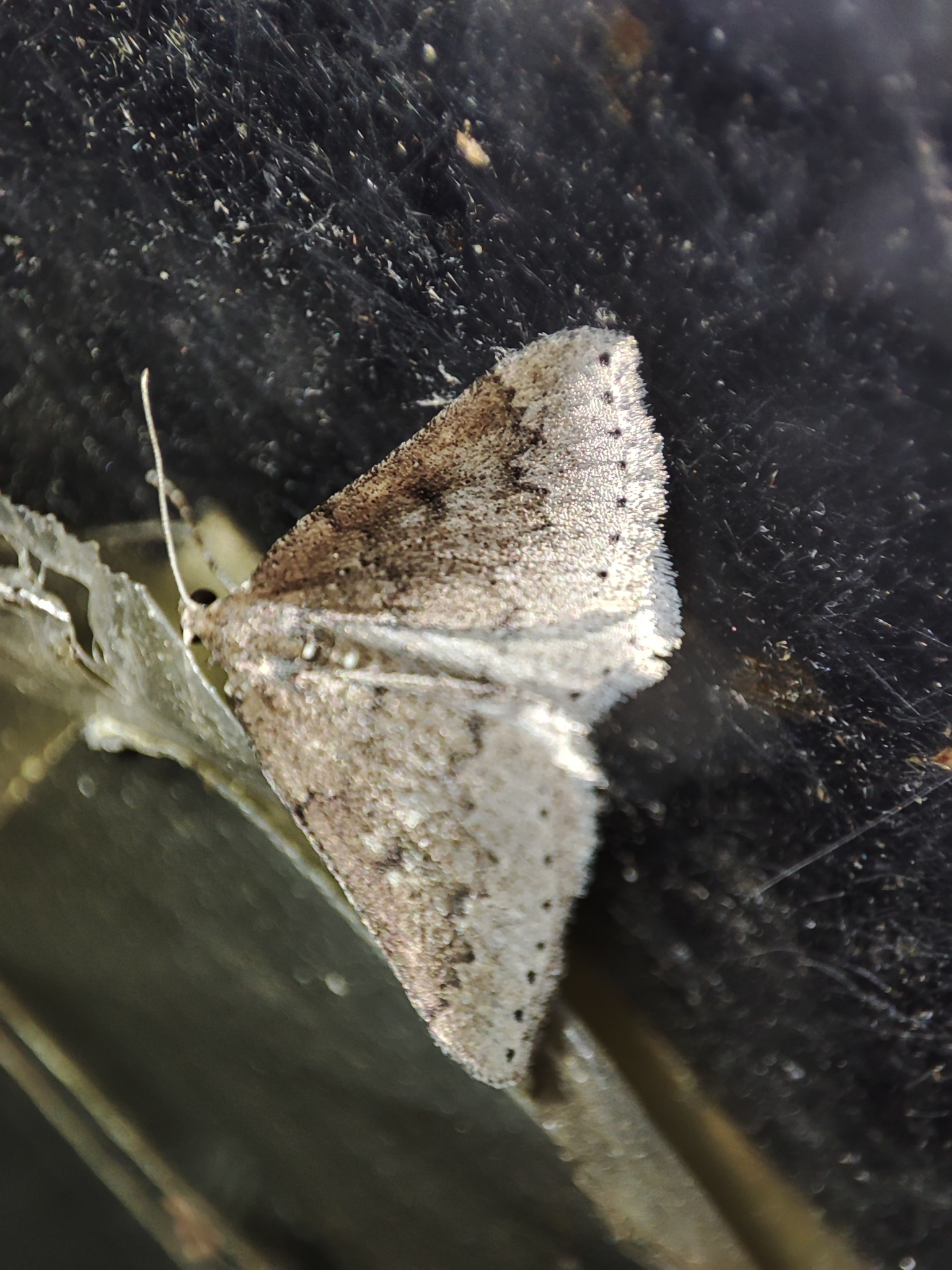 Aleucis distinctata (Herrich-Schäffer, 1839)