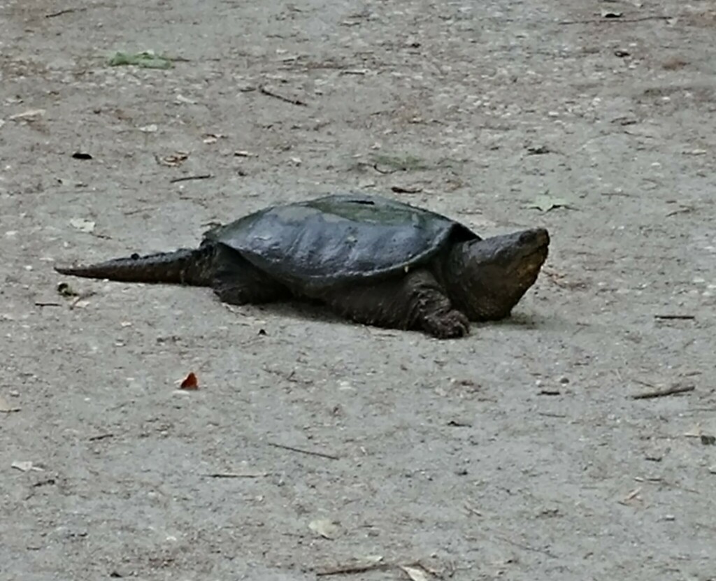 Common Snapping Turtle from Druid Hills, GA, USA on May 30, 2022 at 08: ...
