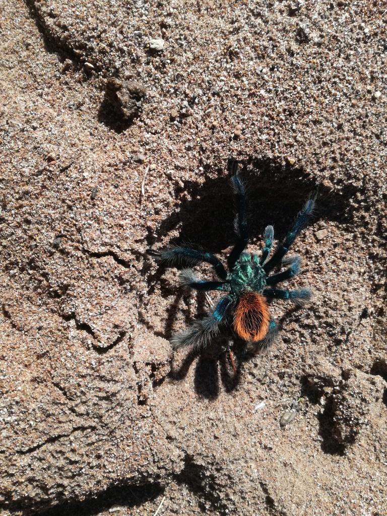 North American Cobalt Tarantula in October 2018 by Oscar Martínez ...