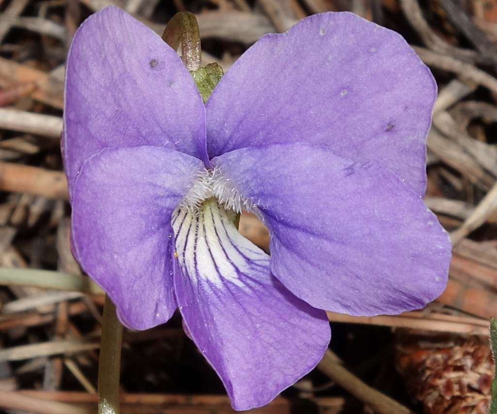 Prairie Violet from Boulder, CO, US on May 02, 2019 at 10:37 AM by ...