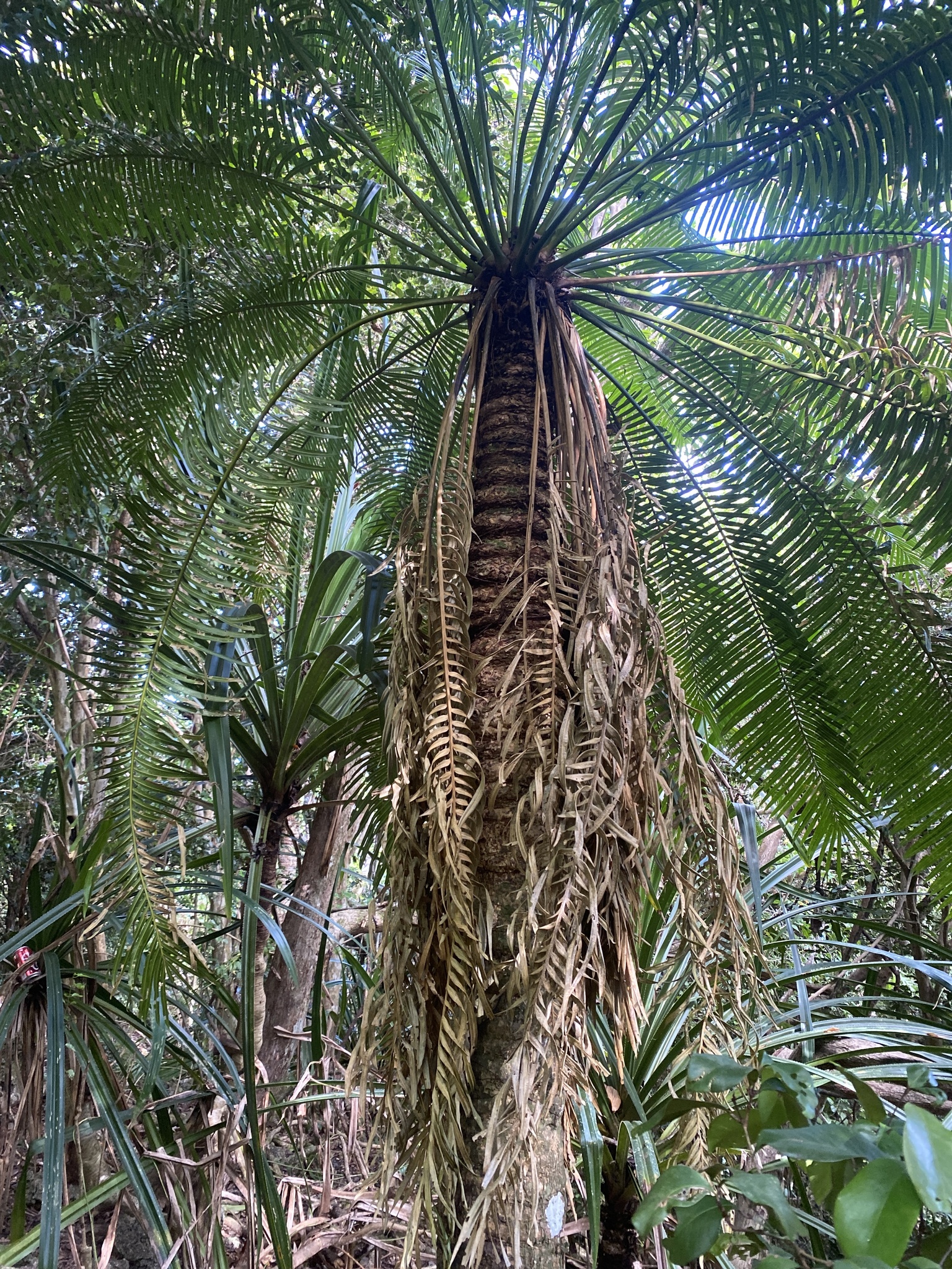 Cycas micronesica K.D.Hill