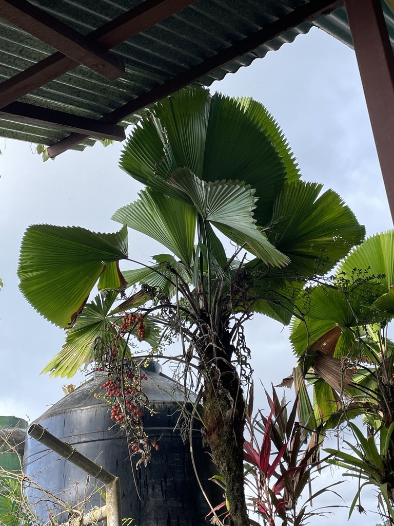 Vanuatu Fan Palm from Calle Bahía Drake, Osa, Puntarenas, CR on March ...