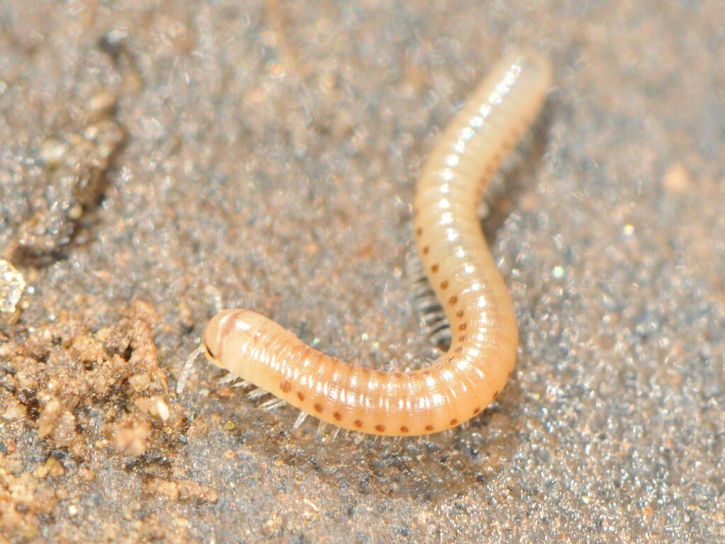 Julidae in March 2023 by Elliott Gordon. living on the bottom of a rain ...