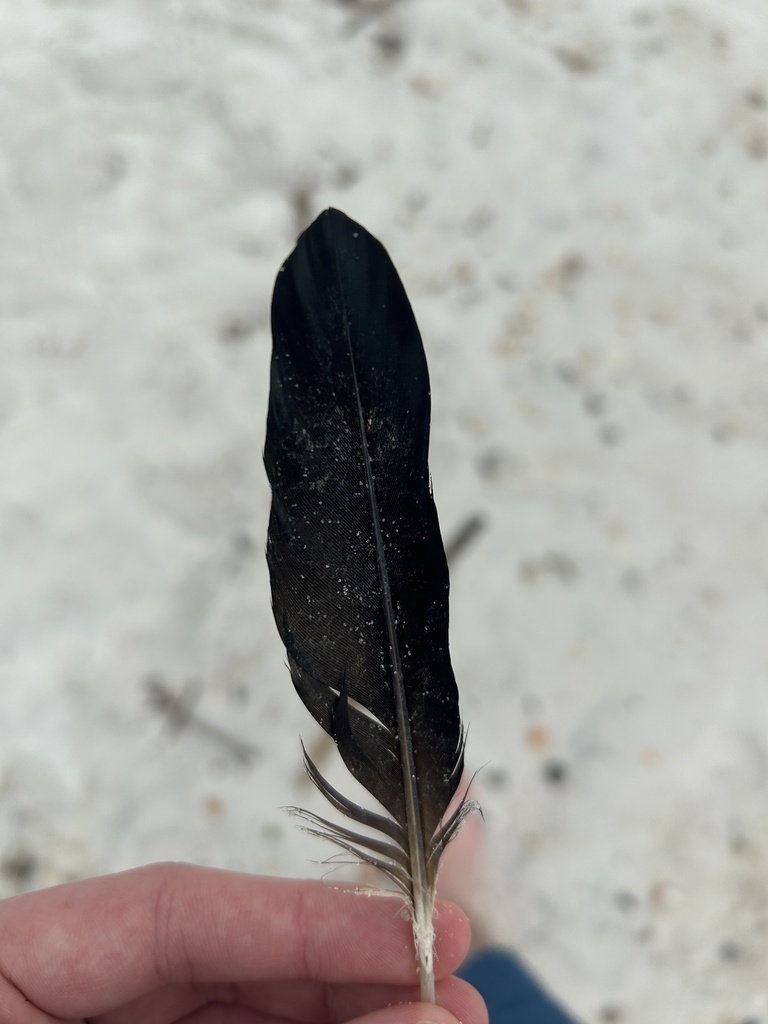 Fish Crow from Gulf of Mexico, FL, US on March 25, 2023 at 02:09 PM by ...