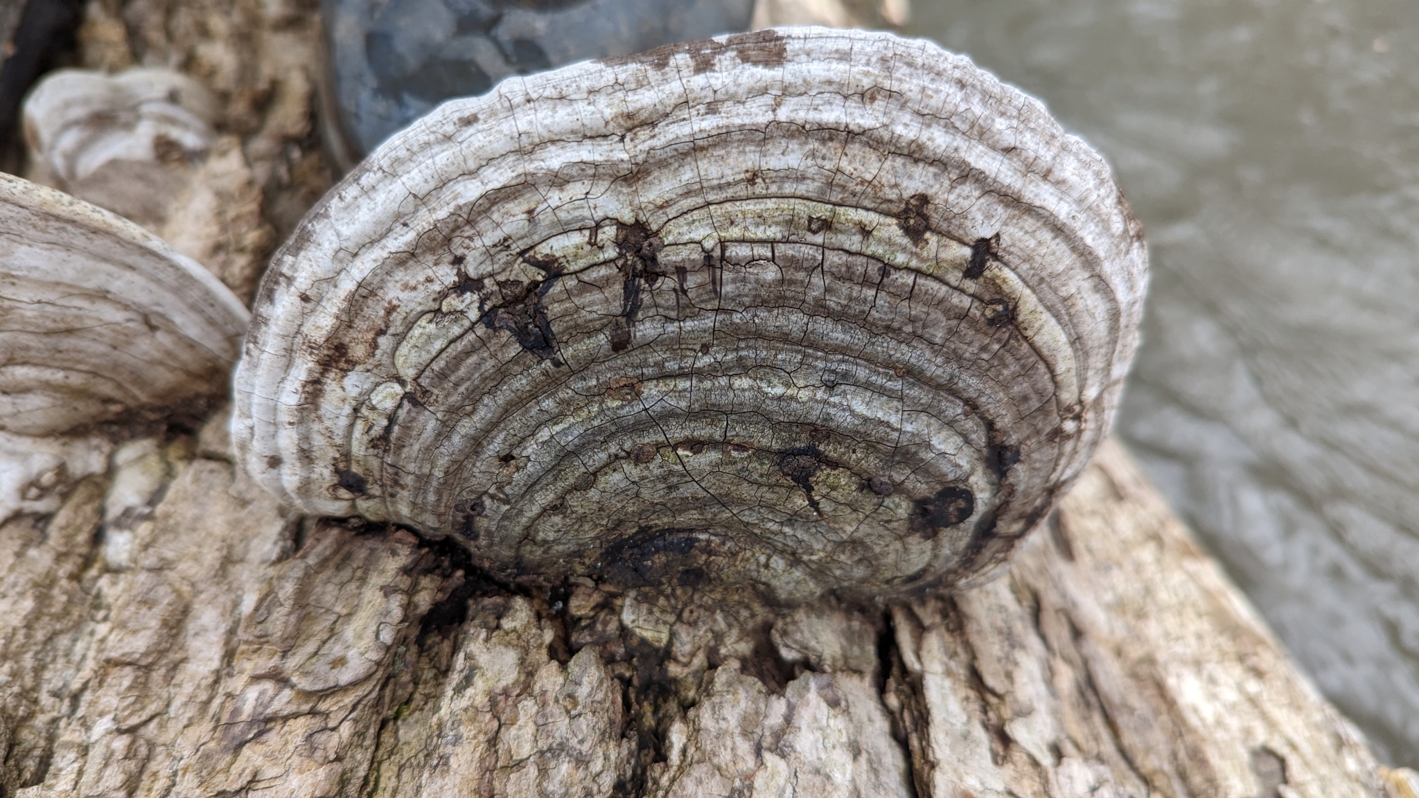 Ganoderma megaloma (Lév.) Bres.