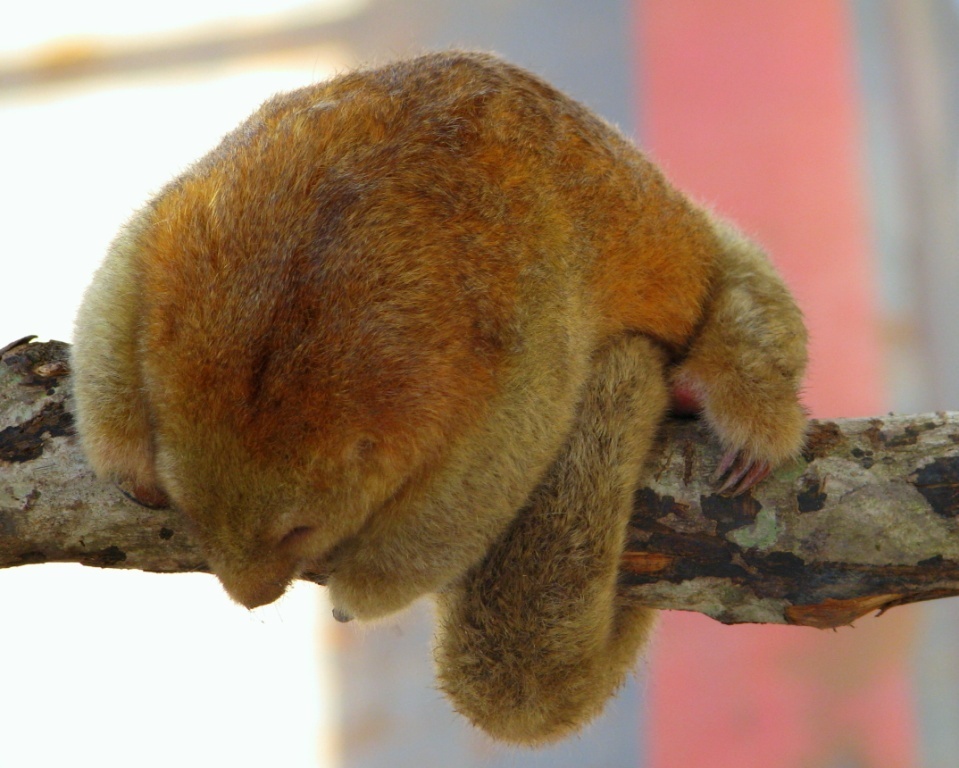 Red Silky Anteater from Porto Velho - RO, Brasil on December 10, 2008 ...