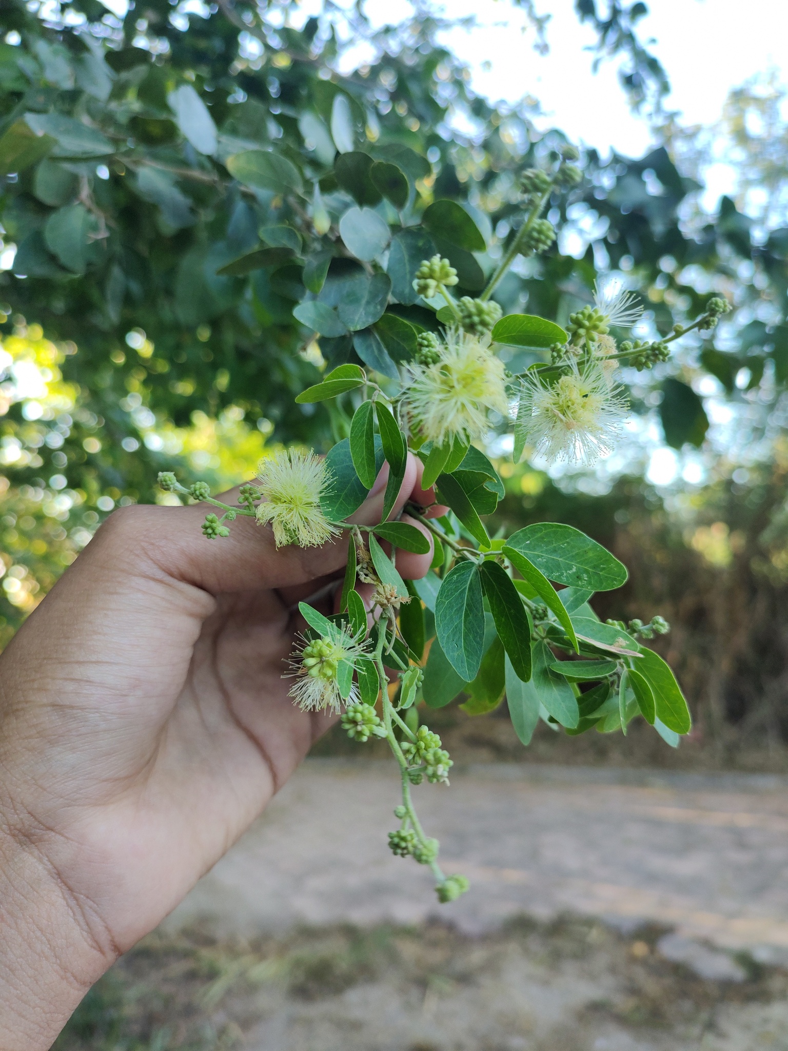 Pithecellobium dulce (Roxb.) Benth.