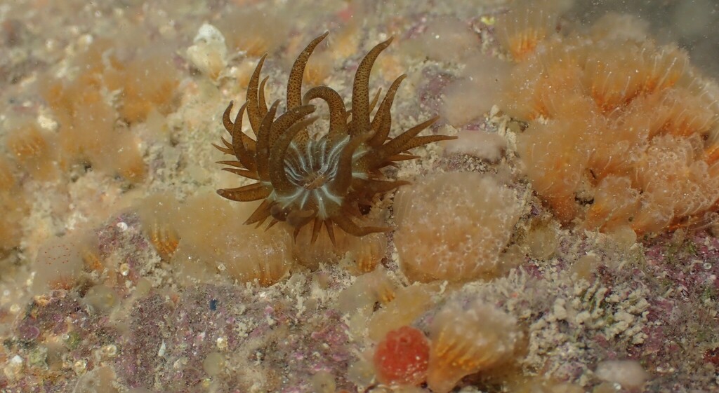 Couch's Trumpet Anemone from Seymour on March 25, 2023 at 02:22 PM by ...