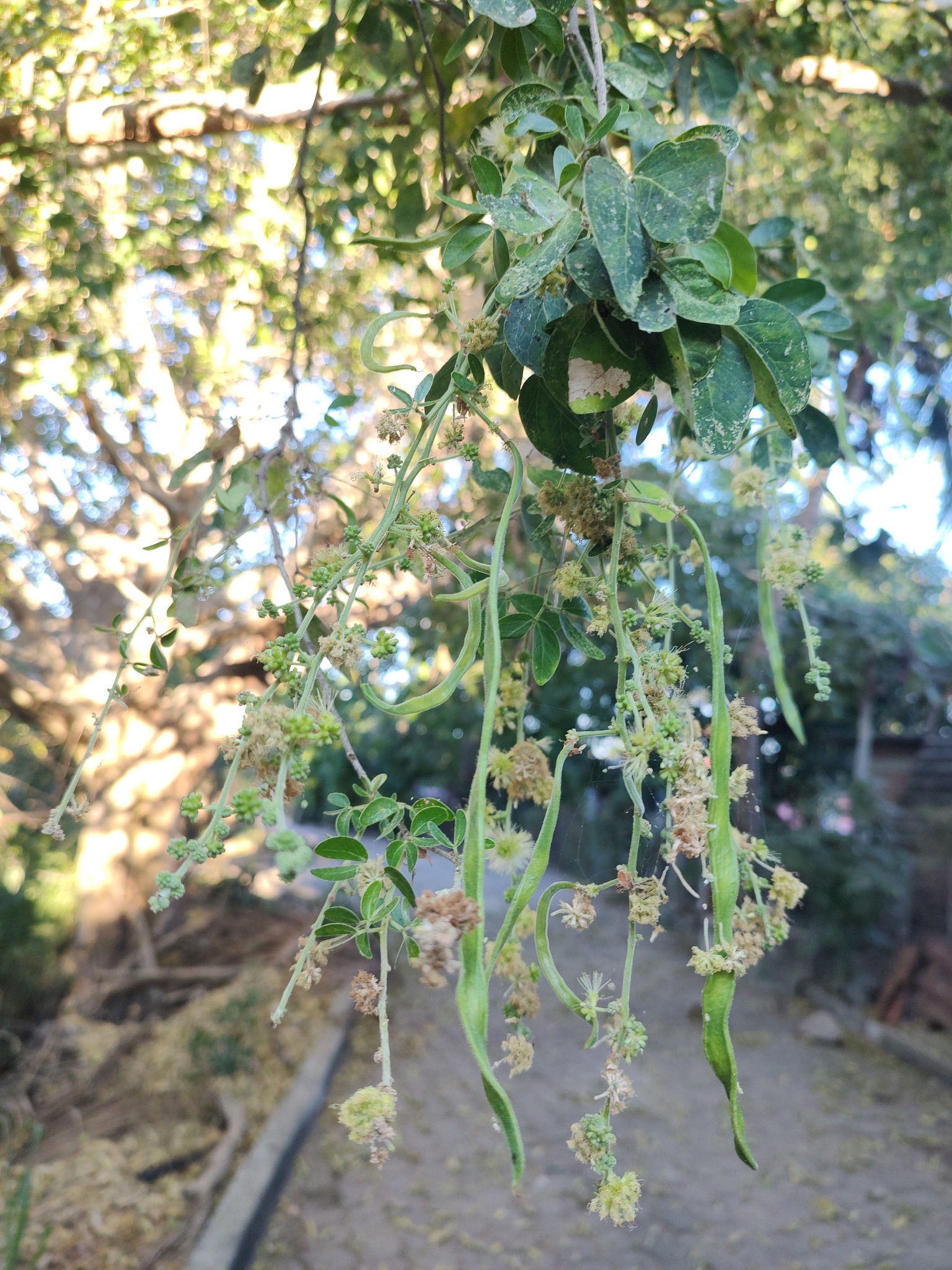 Pithecellobium dulce (Roxb.) Benth.