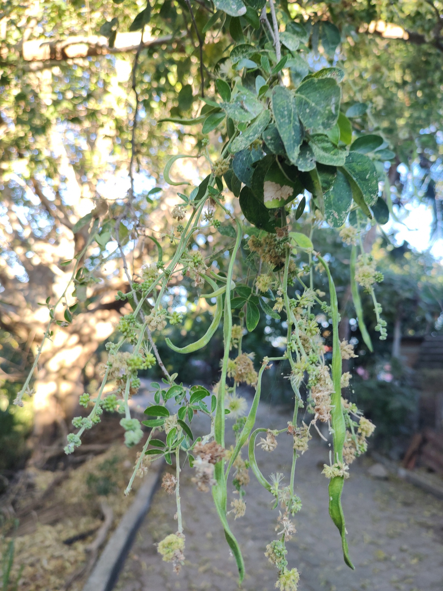 Pithecellobium dulce (Roxb.) Benth.