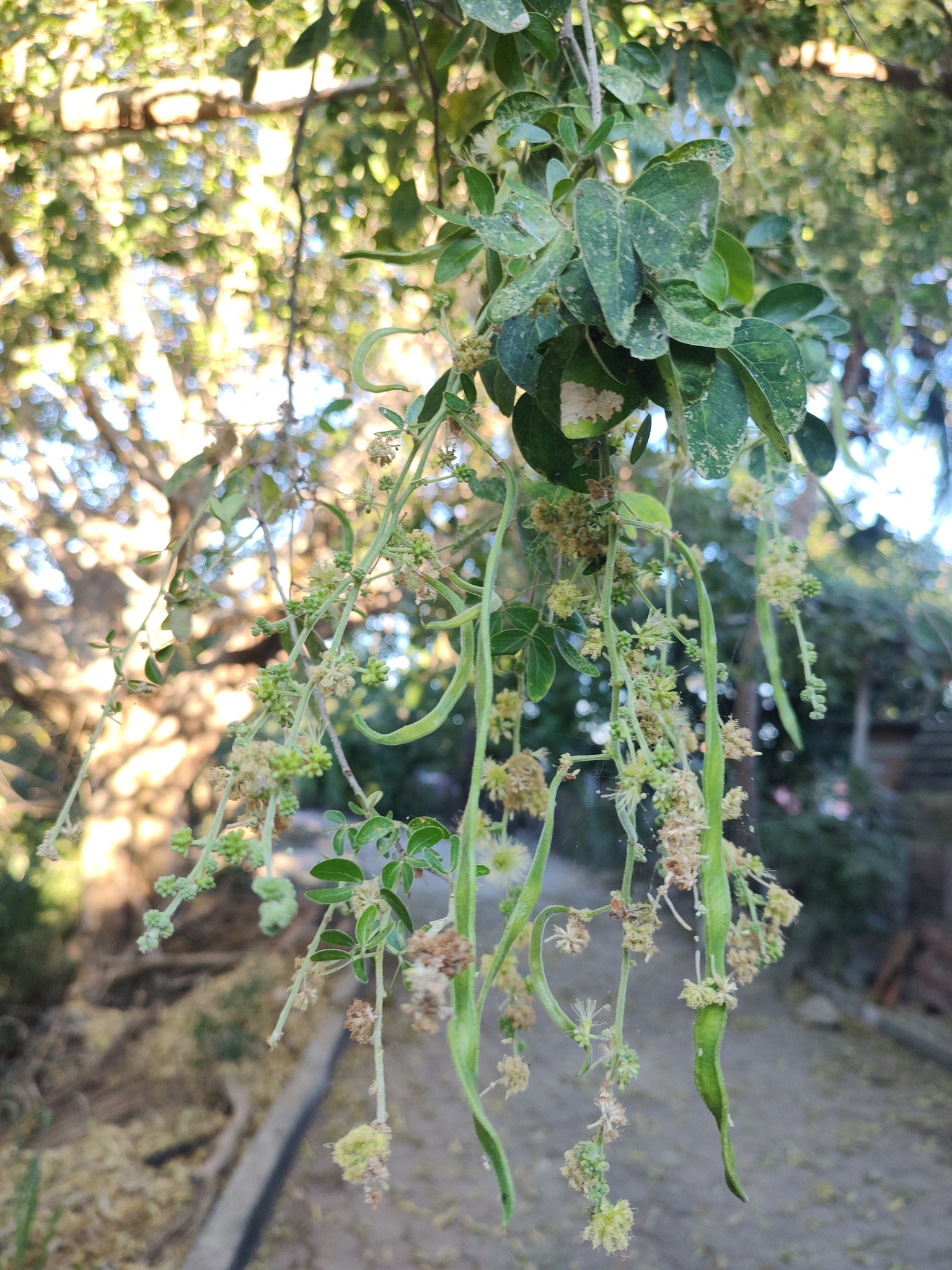 Pithecellobium dulce (Roxb.) Benth.