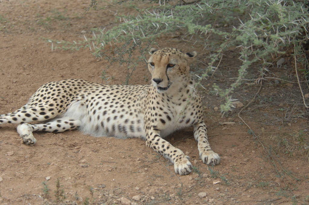 Northwest African Cheetah (Acinonyx jubatus hecki) - Know Your Mammals