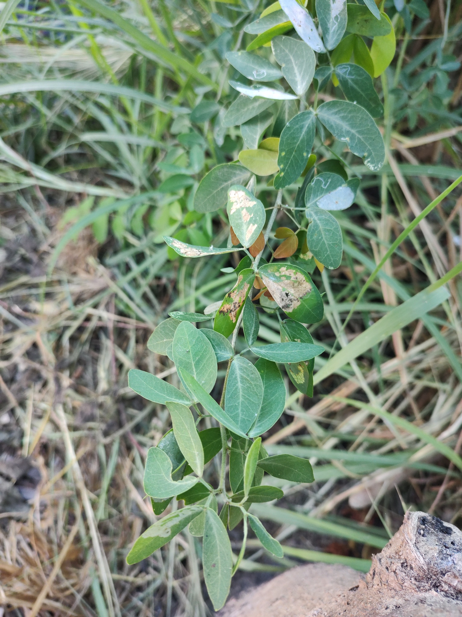 Pithecellobium dulce (Roxb.) Benth.