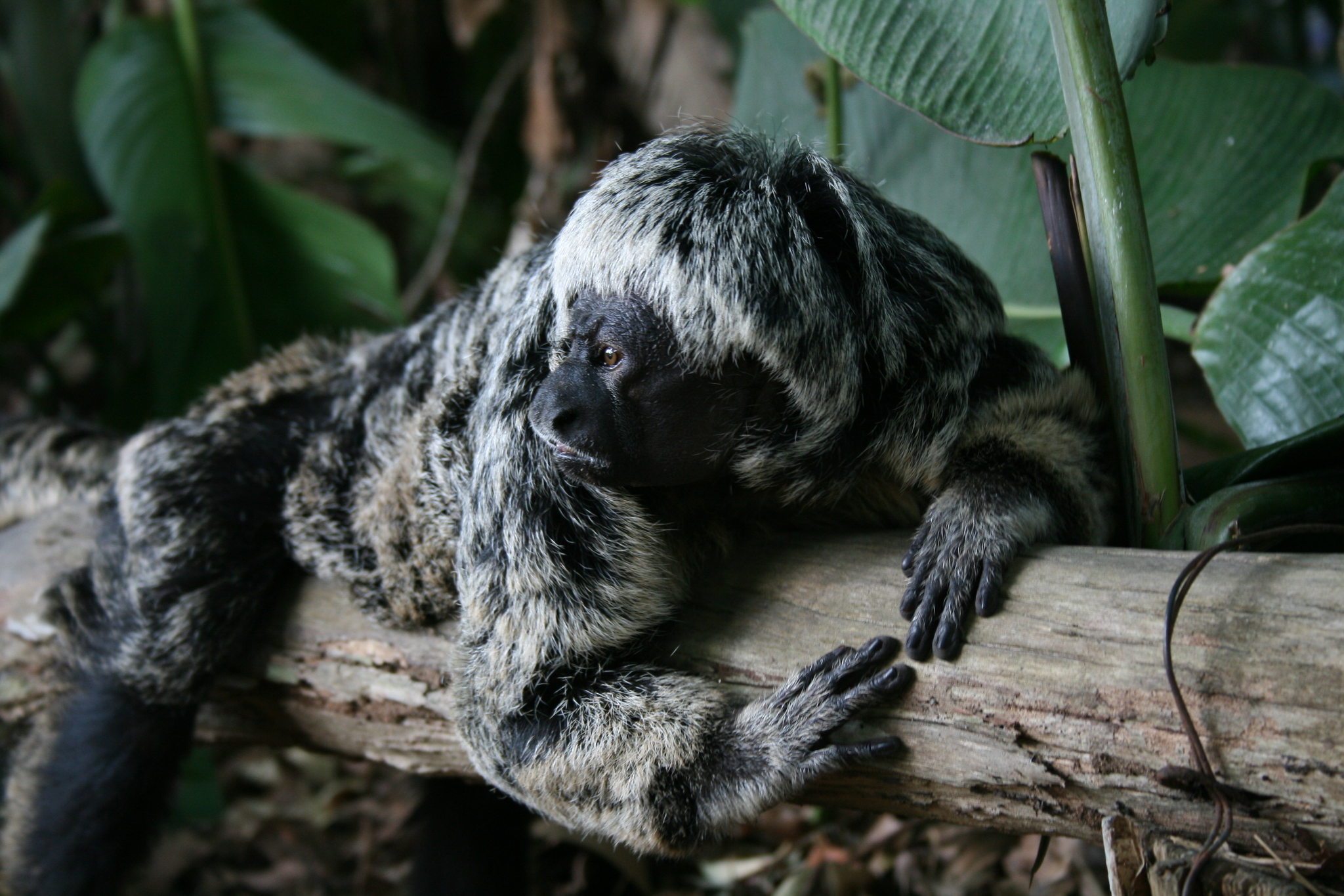 Pithecia irrorata Gray, 1842