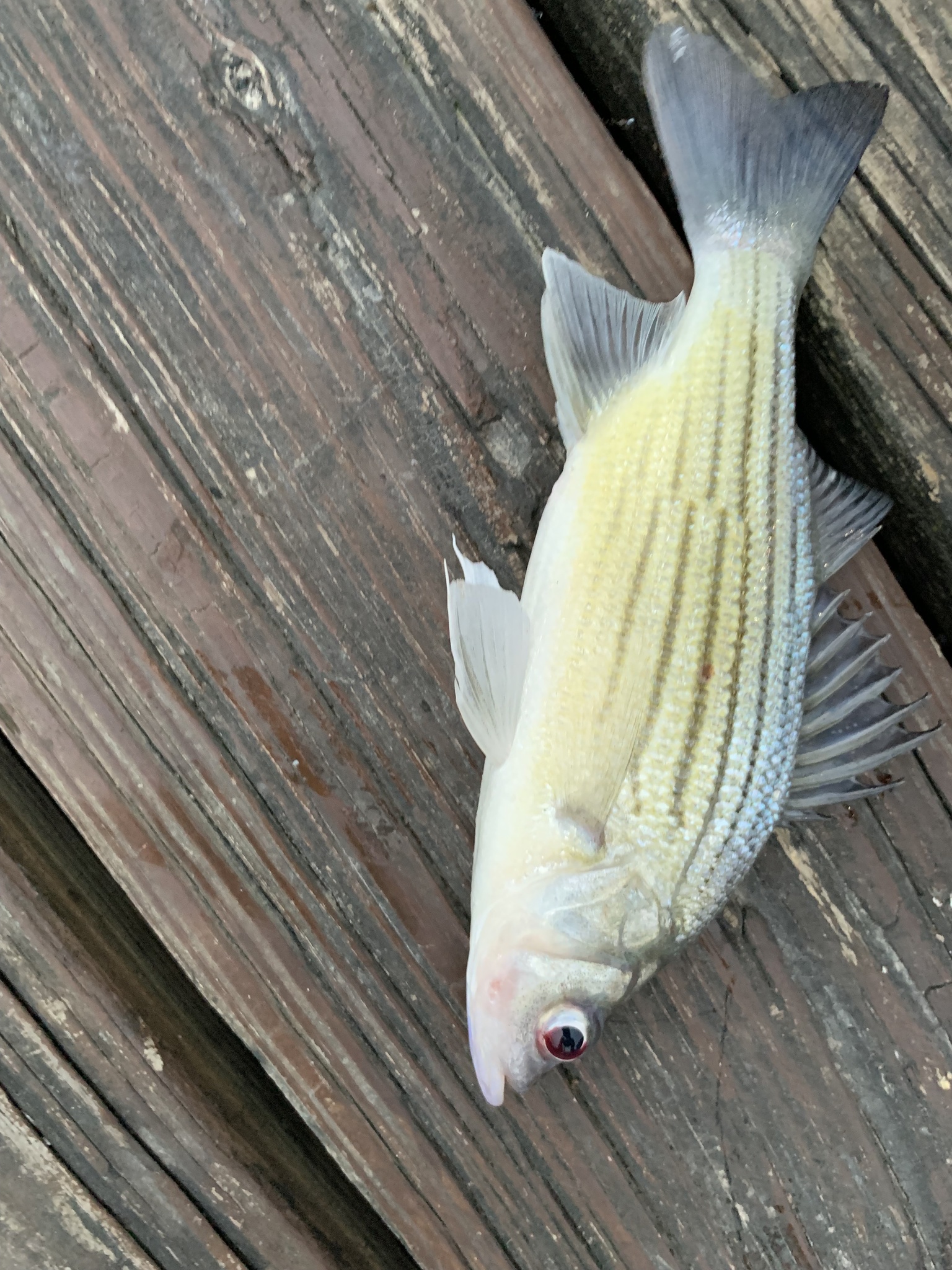 Morone mississippiensis Jordan & Eigenmann, 1887