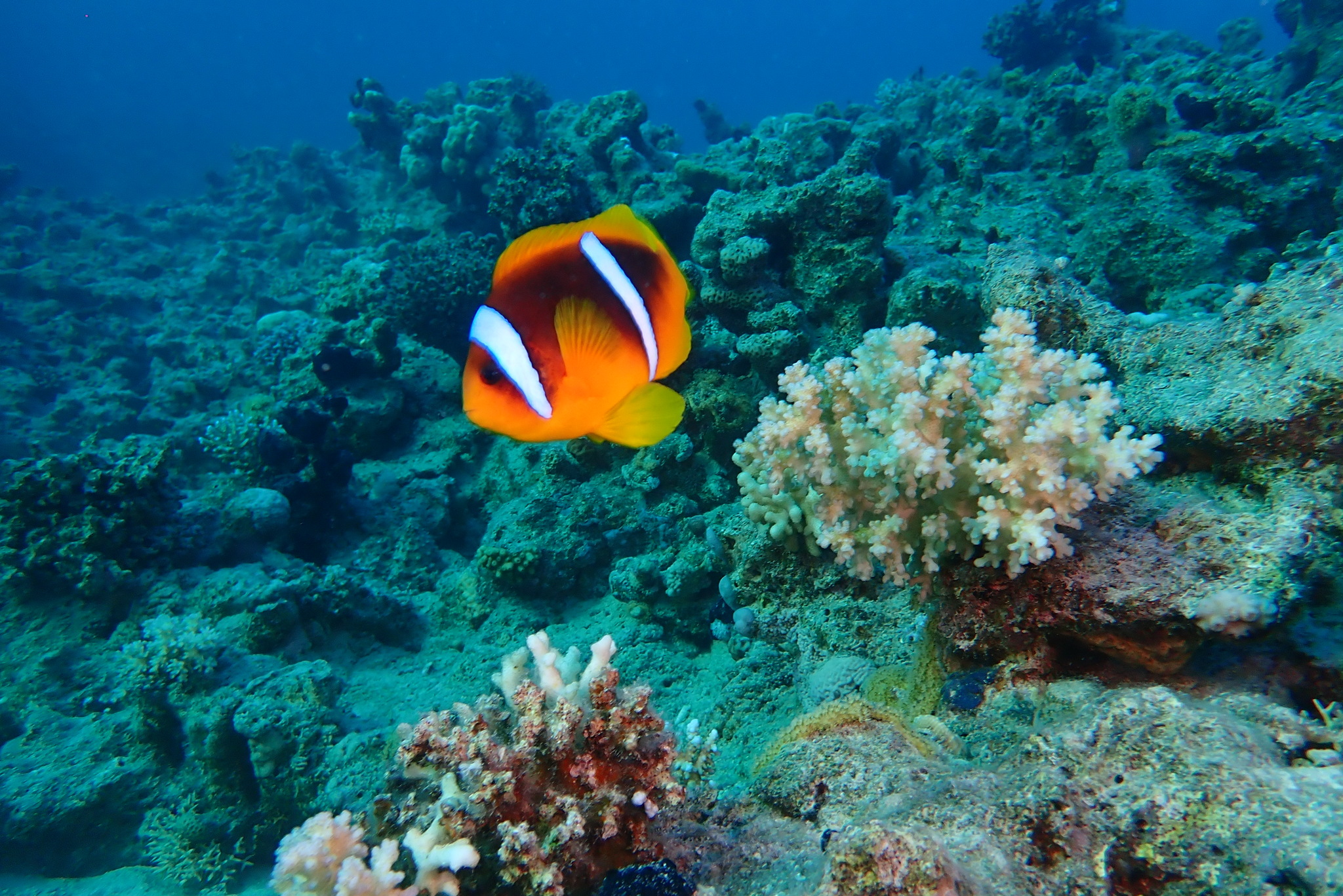 Amphiprion bicinctus Rüppell, 1830