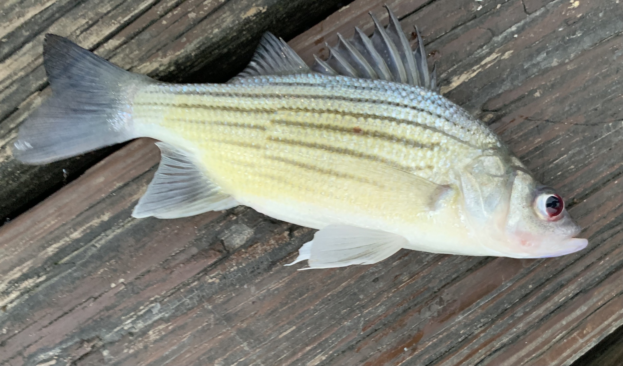 Morone mississippiensis Jordan & Eigenmann, 1887