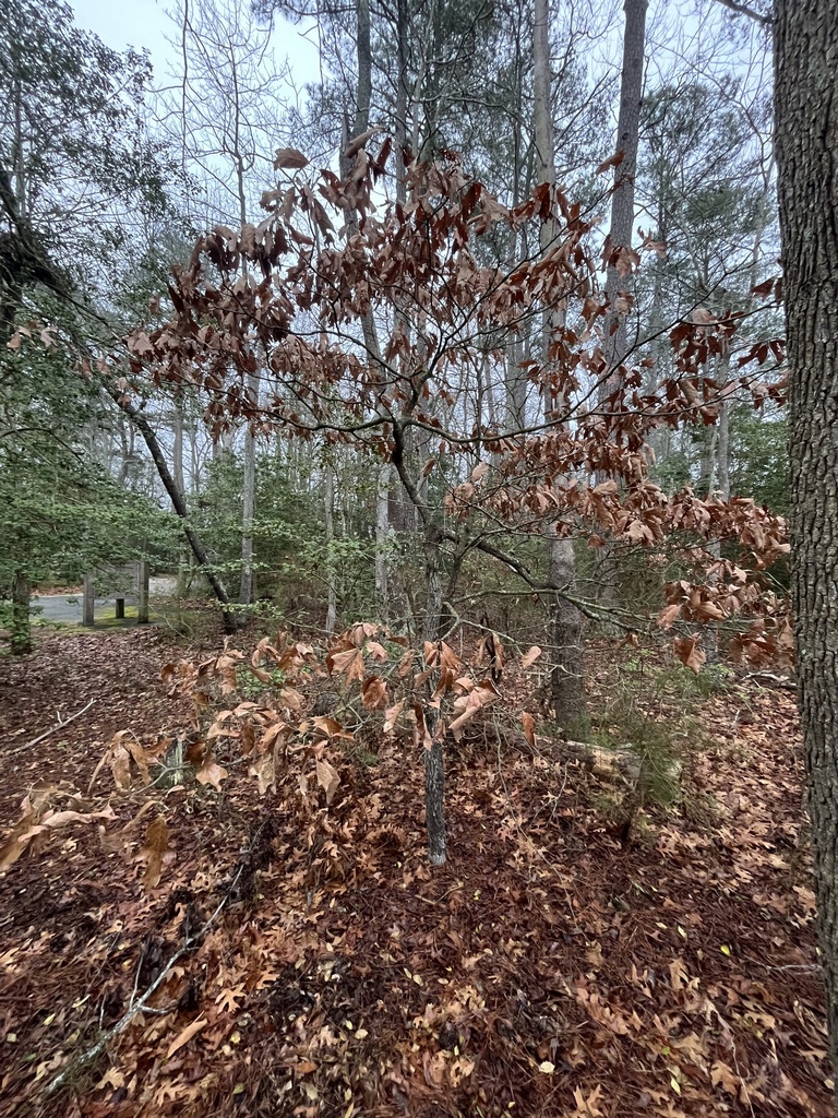 southern red oak from Lancaster, VA, US on March 25, 2023 at 08:00 AM ...