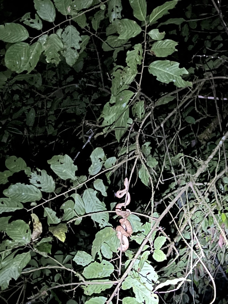 Ringed Tree Boa from Ssl, Sarapiqui, Heredia, CR on March 23, 2023 at ...