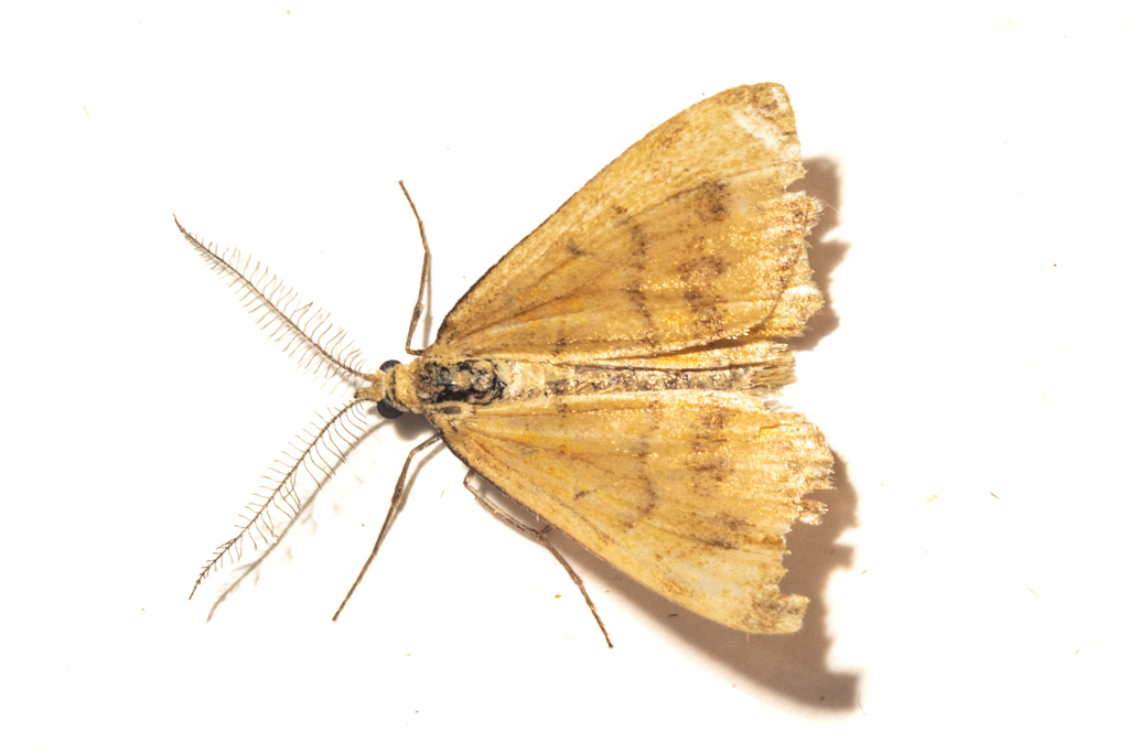 Asaphodes abrogata from Upper Charlton, New Zealand on March 24, 2023 ...