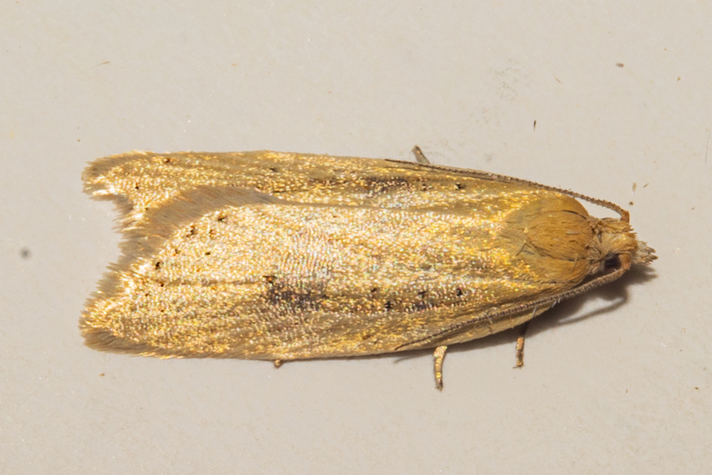 Yellow Field Bell Moth from Upper Charlton, New Zealand on March 24 ...