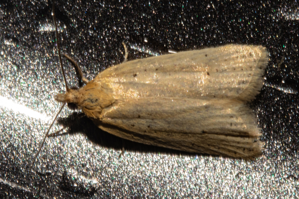 Yellow Field Bell Moth from Upper Charlton, New Zealand on March 24 ...