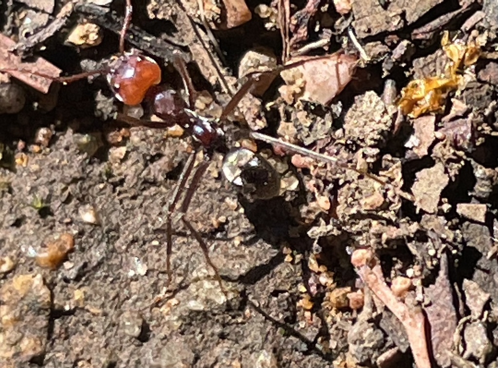 Rainbow Ants from South Ward, Cheshunt, VIC, AU on March 24, 2023 at 11 ...
