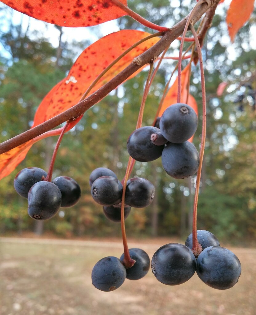 Black Tupelo from Mountain Park, GA, USA on November 13, 2022 at 03:49 ...