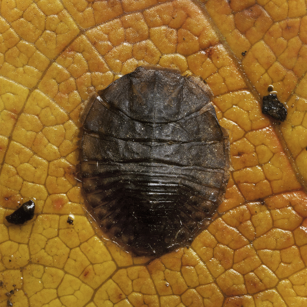 Herrick's Water Penny Beetle from Abbeville County, SC, USA on ...