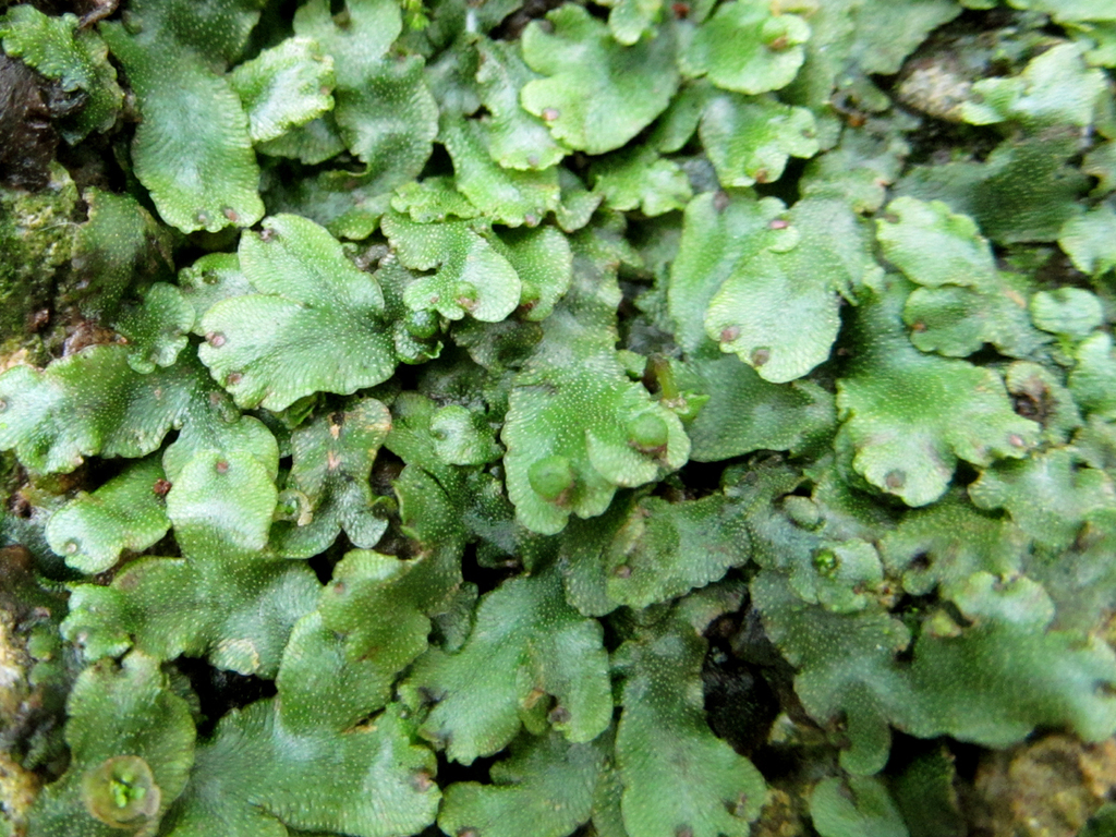 Complex thallose liverworts from Coral Terrace, FL, USA on May 4, 2013 ...