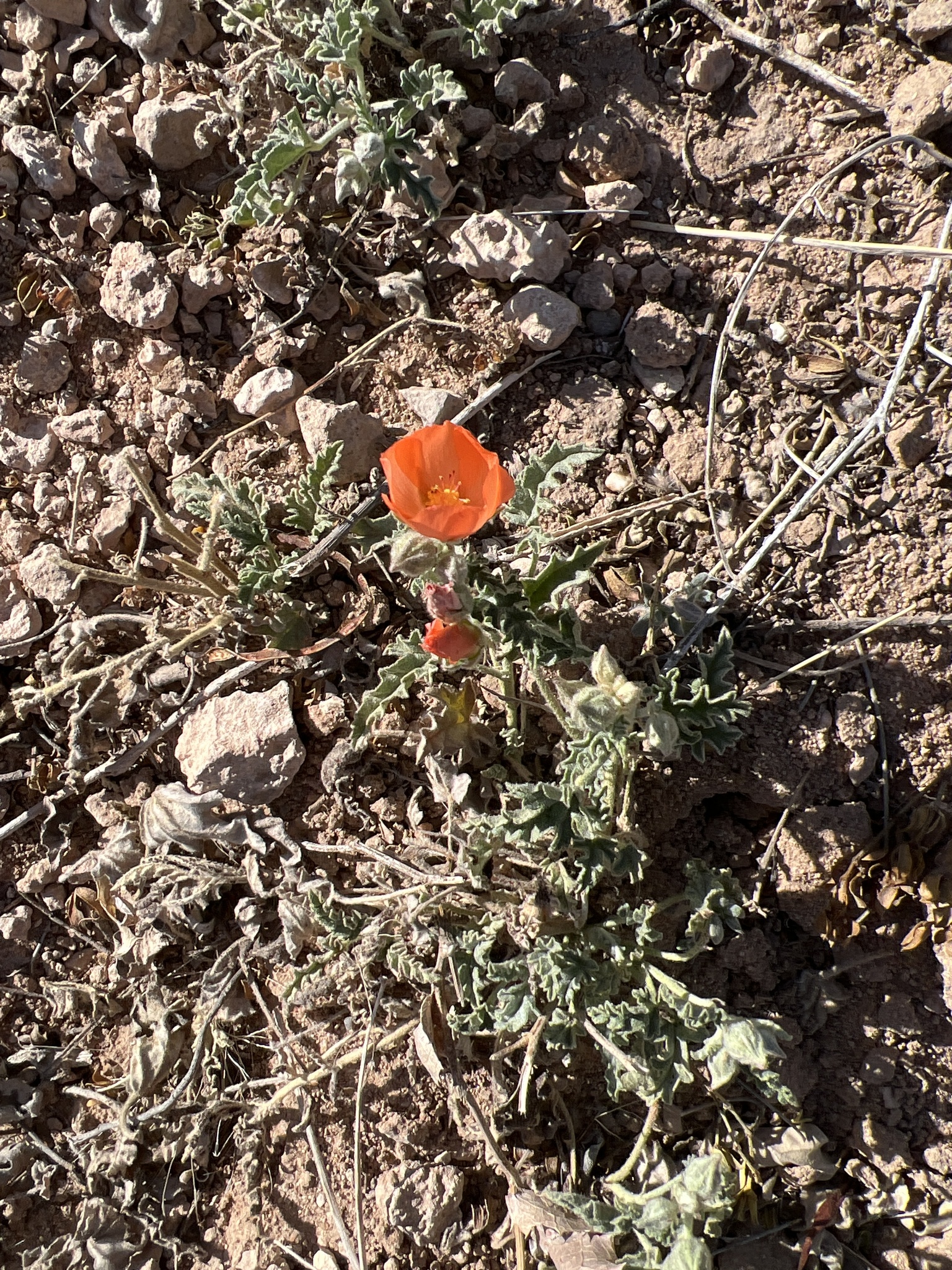 Sphaeralcea hastulata A.Gray