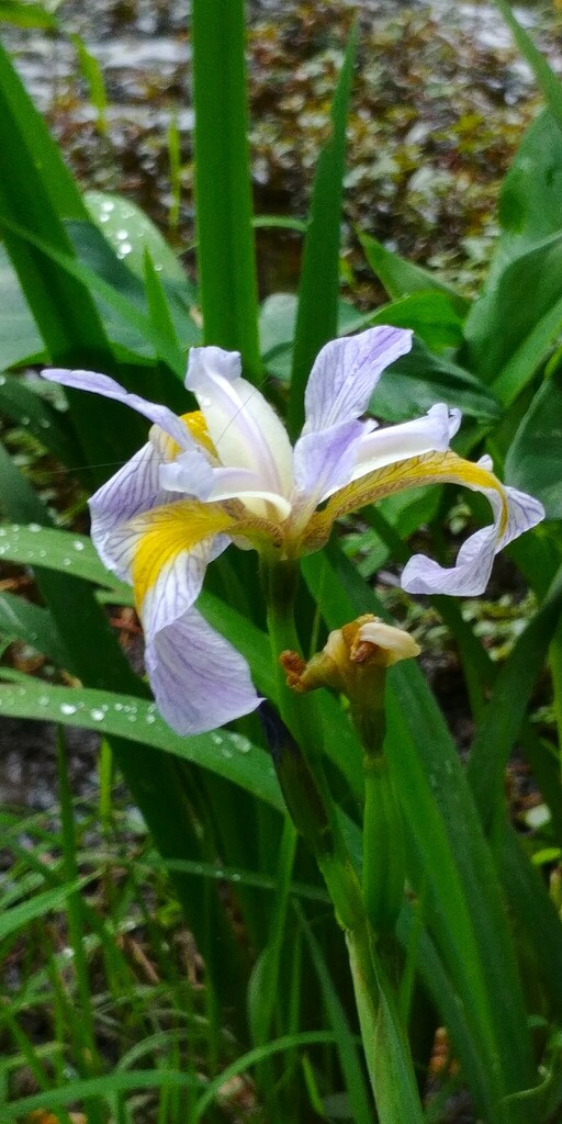 southern blue flag from Dekalb County, GA, USA on May 5, 2022 at 11:11 ...