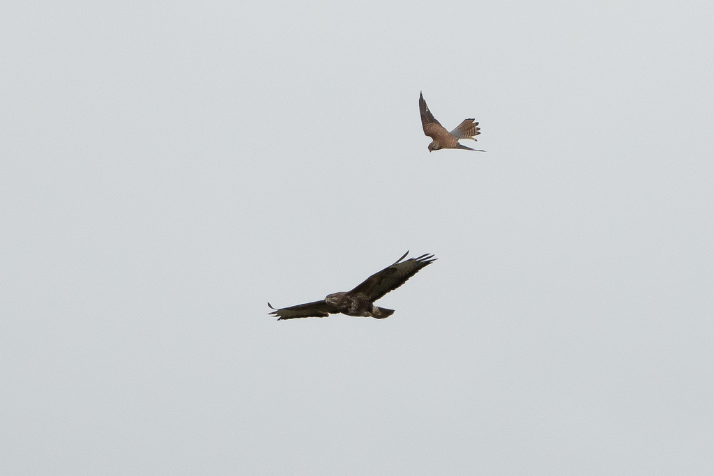 Common Buzzard from Hull, UK on March 25, 2023 at 01:44 PM by Matthew ...