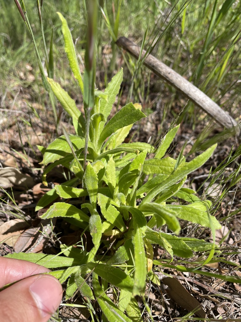 California cudweed from Fort Ord National Monument, Marina, CA, US on ...