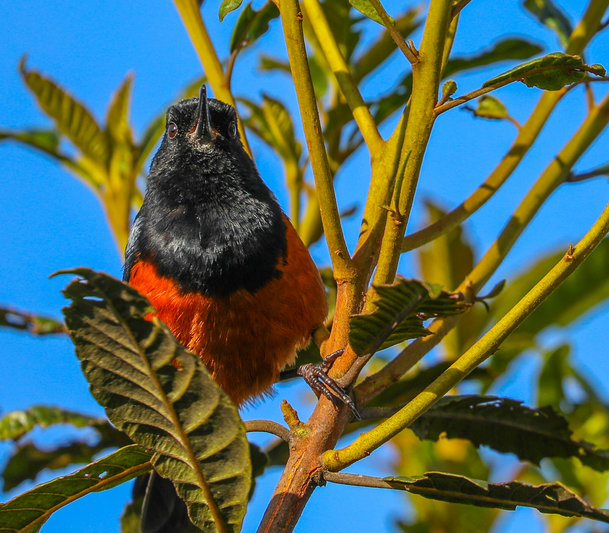 Diglossa gloriosissima Chapman, 1912