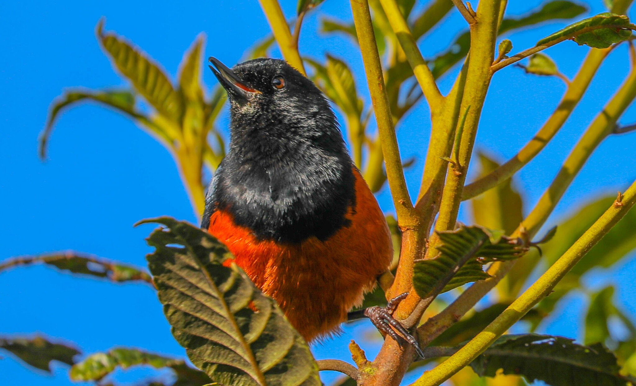 Diglossa gloriosissima Chapman, 1912