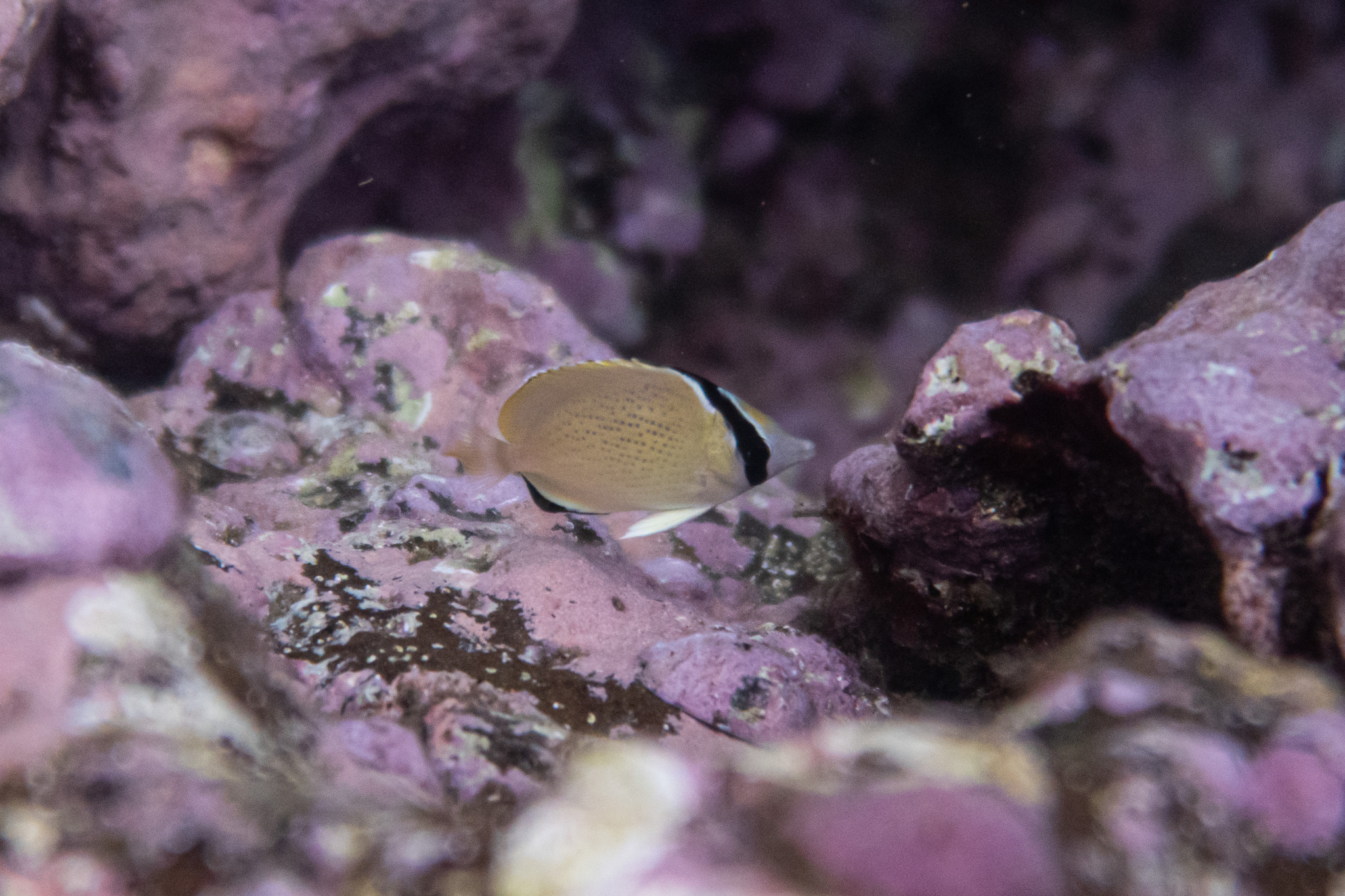 Chaetodon citrinellus Cuvier, 1831