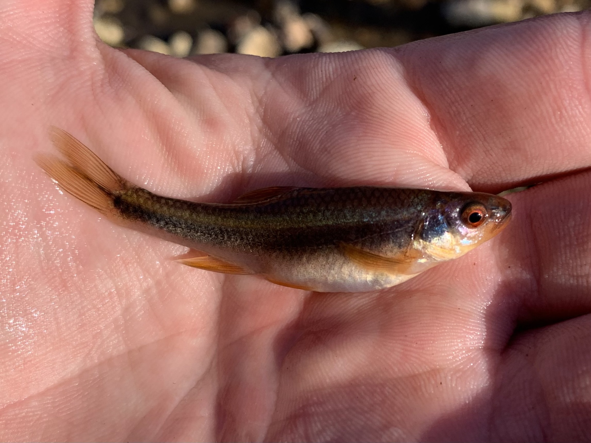 Notropis lutipinnis (Jordan & Brayton, 1878)