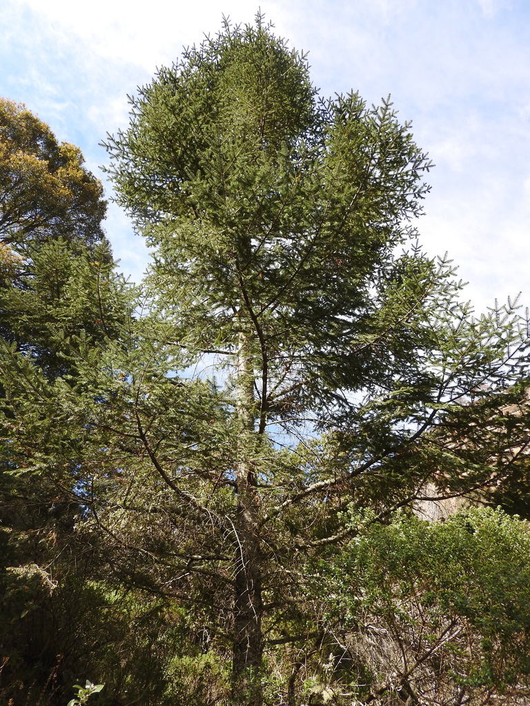 sacred fir from Tierra Blanca, Gto., México on March 3, 2020 at 11:08 ...